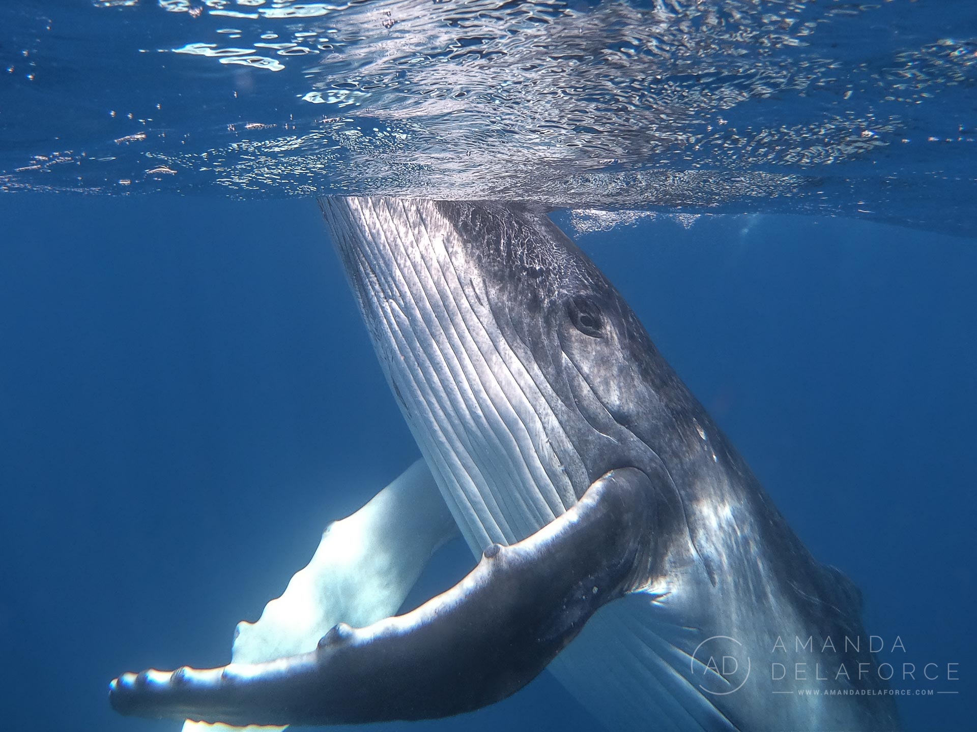 OceanLife Scuba Expeditions - OceanLife Scuba Expeditions