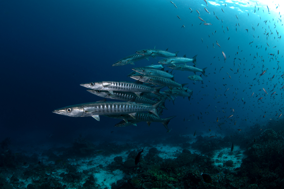 Cenderawasih Bay 2027 - OceanLife Scuba Expeditions
